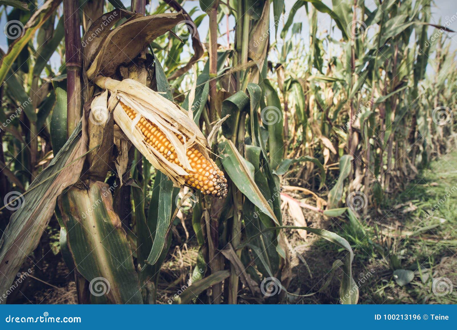 Corn cob stock photo. Image of reaping, plant, food - 100213196