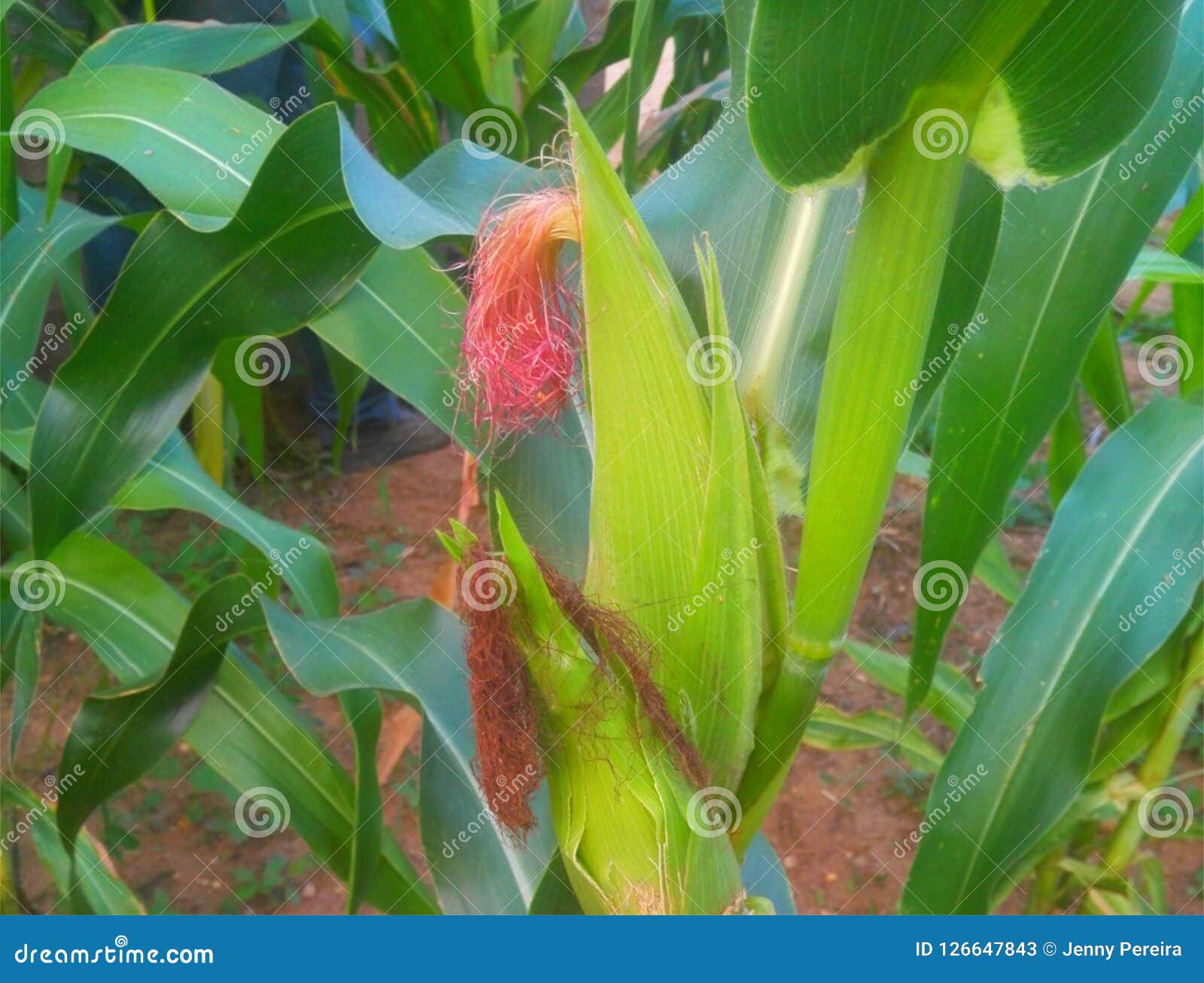 Corn Cob Growing on the Plant Stock Image - Image of agriculture ...