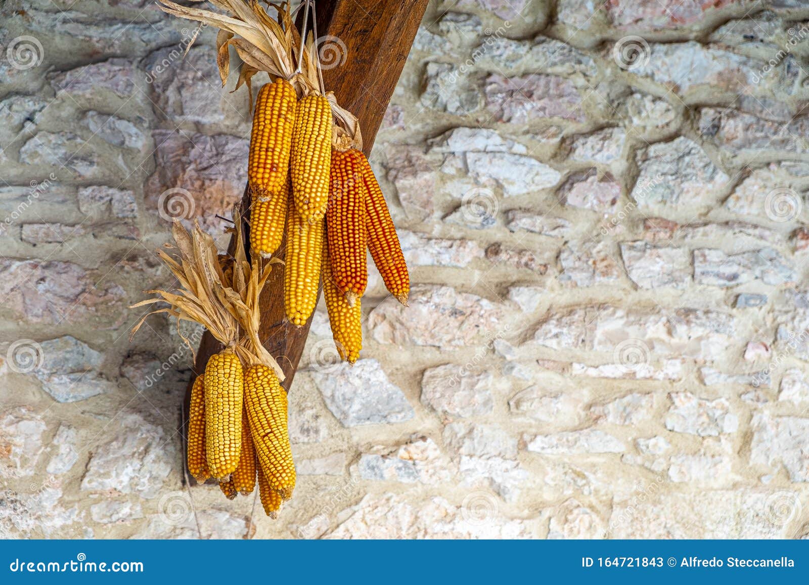 Corn cob hanging stock image. Image of health, countryside - 164721843