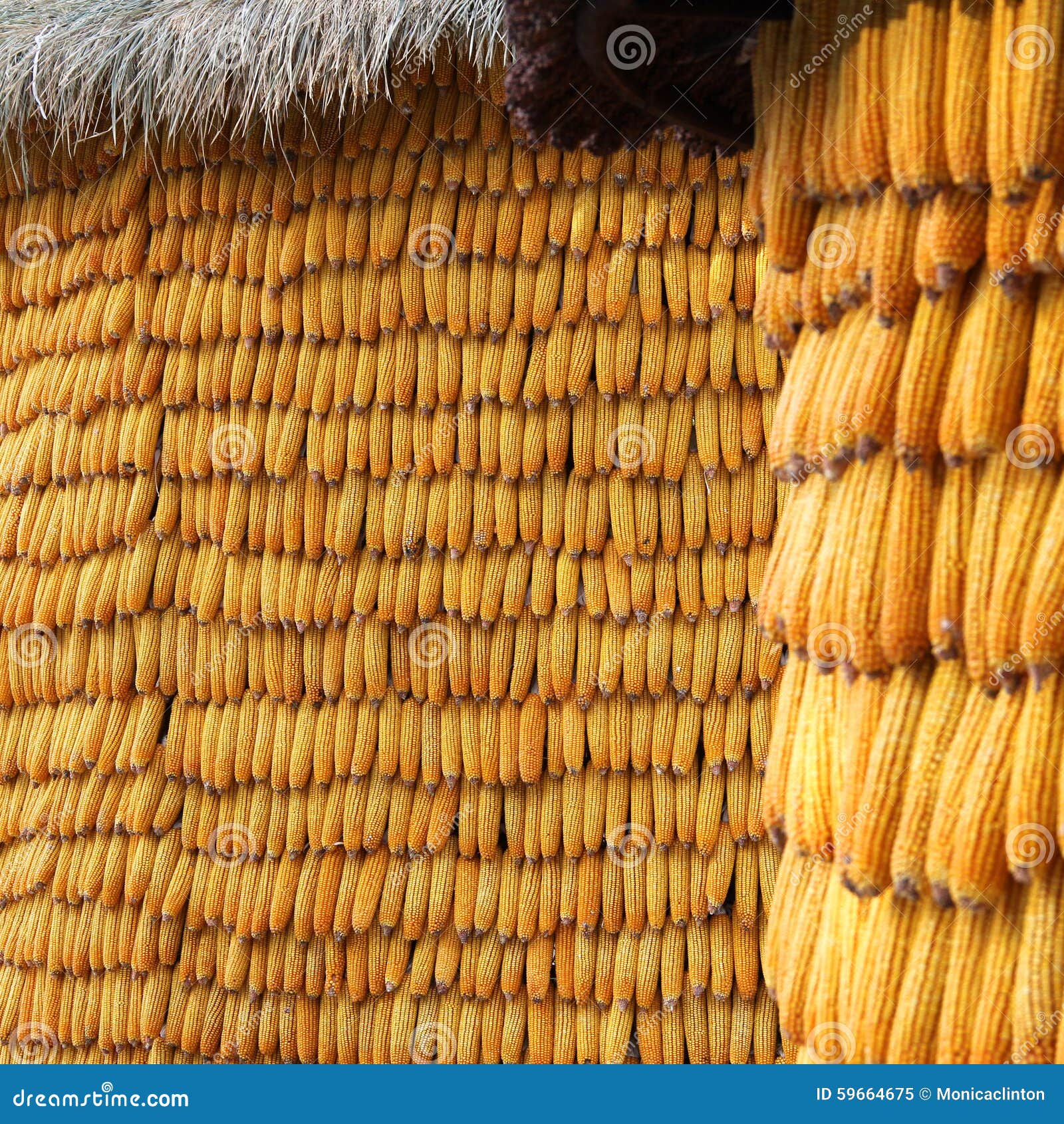 Corn on the cob stock image. Image of fresh, leaf, house - 59664675
