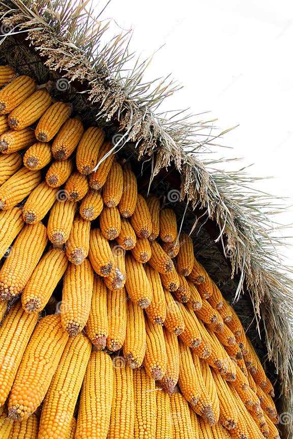 Corn on the cob stock image. Image of abstract, fresh - 59664839