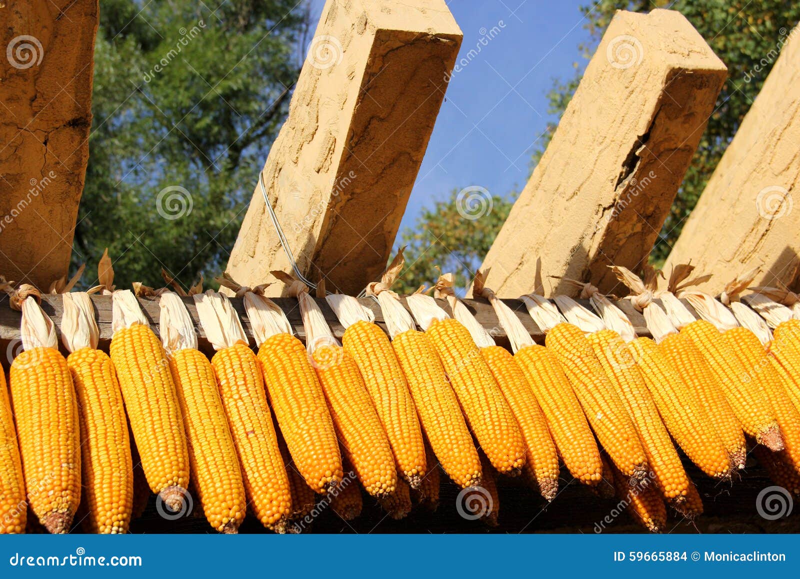 Corn on the cob stock photo. Image of farming, culture - 59665884