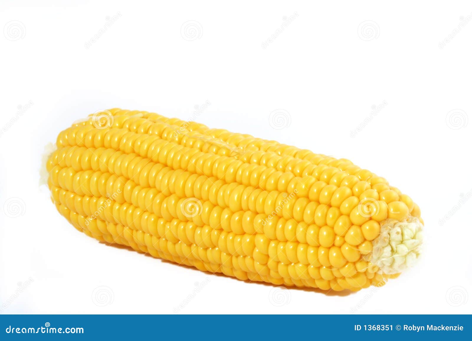 Corn Cob Isolated stock image. Image of veggies, white - 1368351