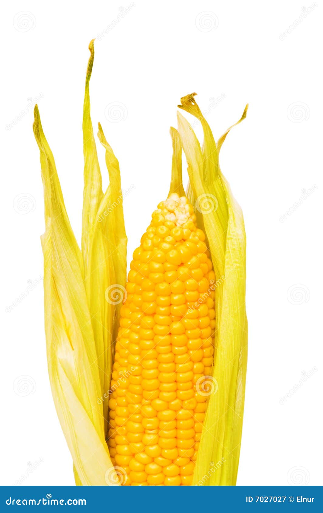Corn cob isolated stock image. Image of healthy, variation - 7027027