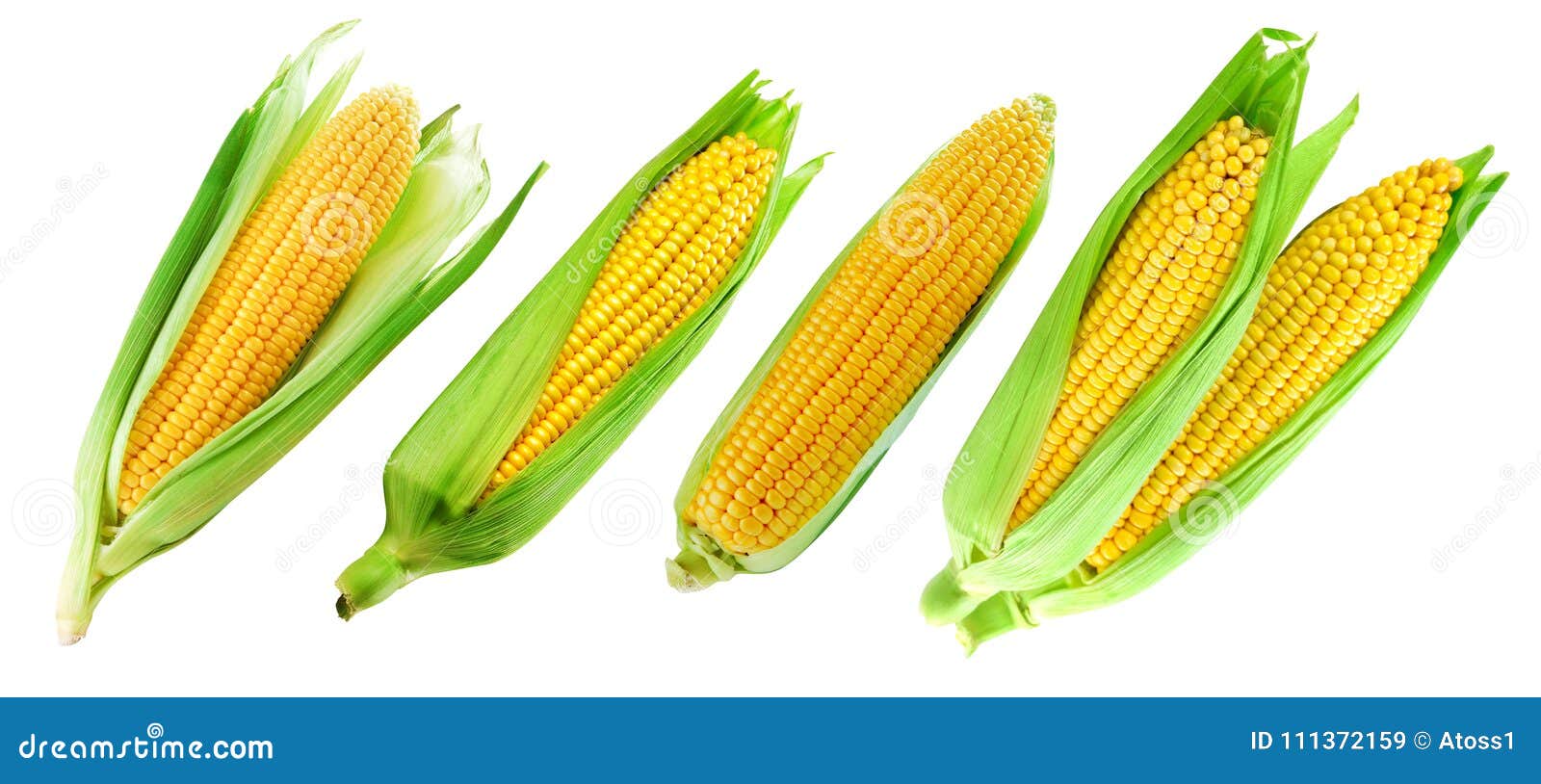 Corn Collection Isolated on White Stock Image - Image of leaf, ripe ...