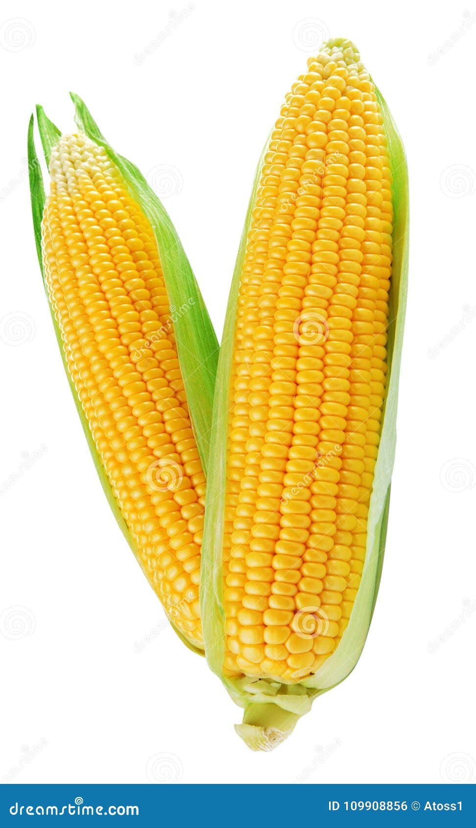 Corn isolated on white stock photo. Image of isolated - 109908856