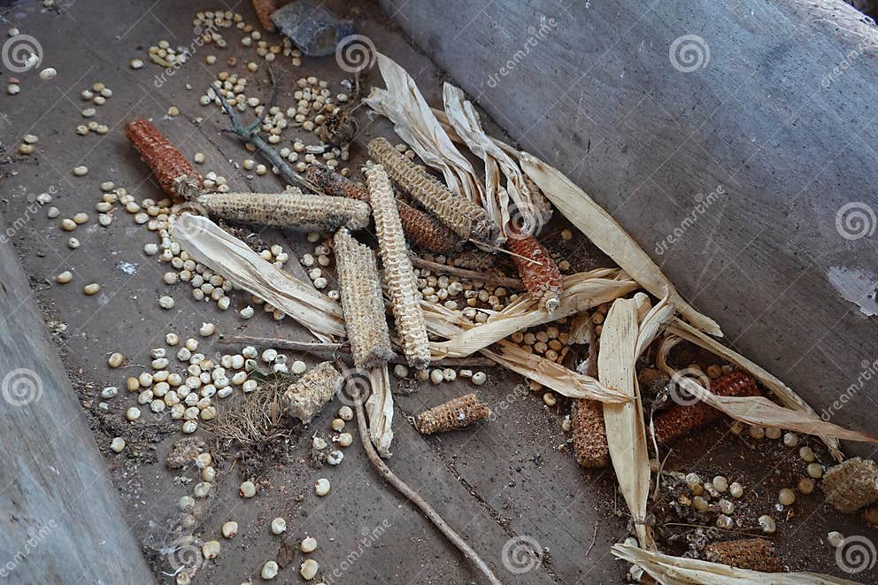 Corn Cob without Kernels, Corn Husks Left Over after Corn Shelling ...