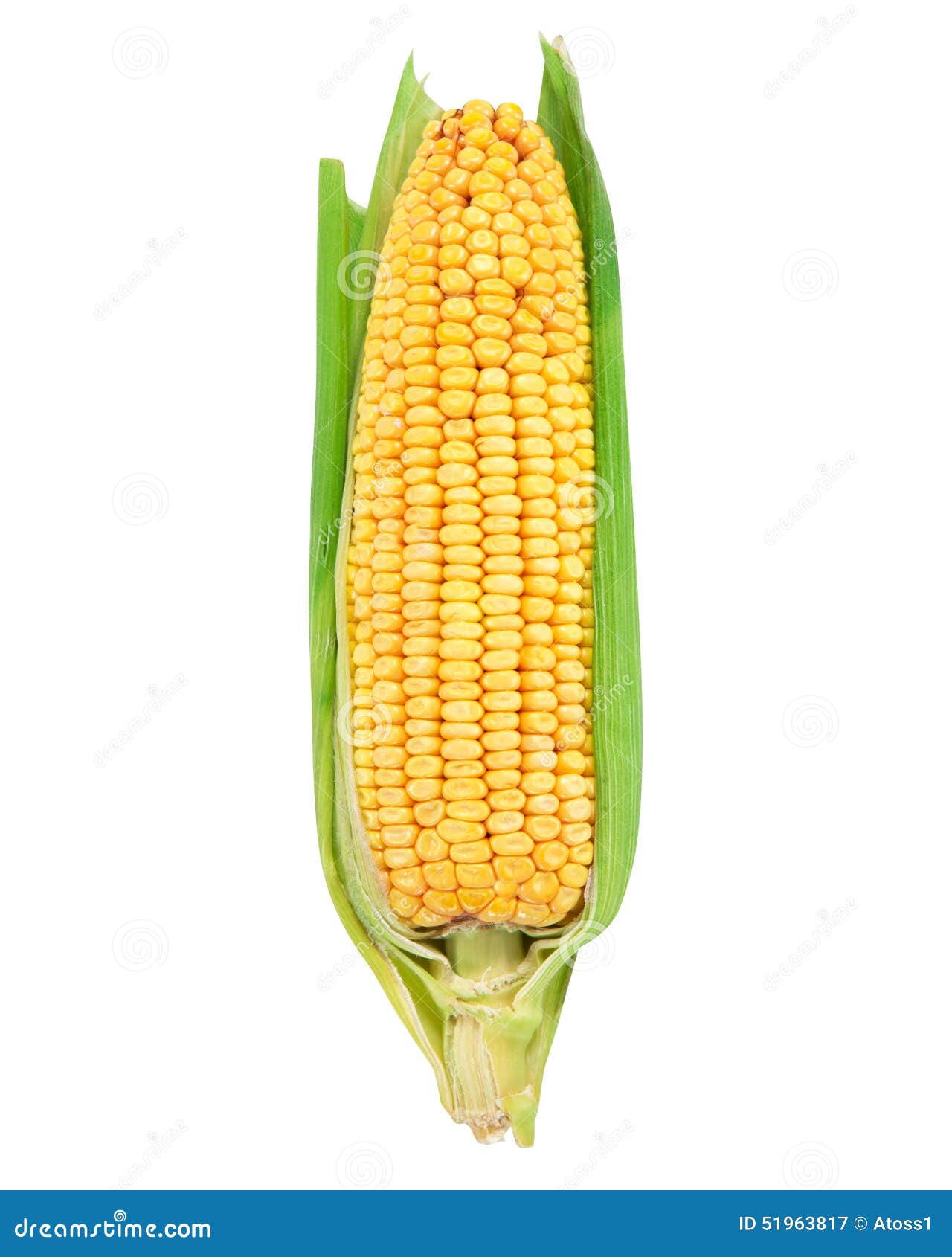 Corn stock image. Image of close, corncob, corn, kernel - 51963817