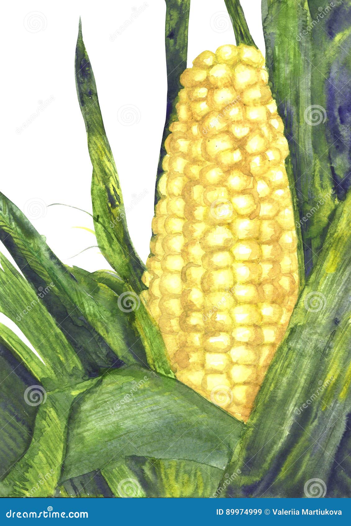 Corn cob with leaf stock illustration. Illustration of ripe - 89974999