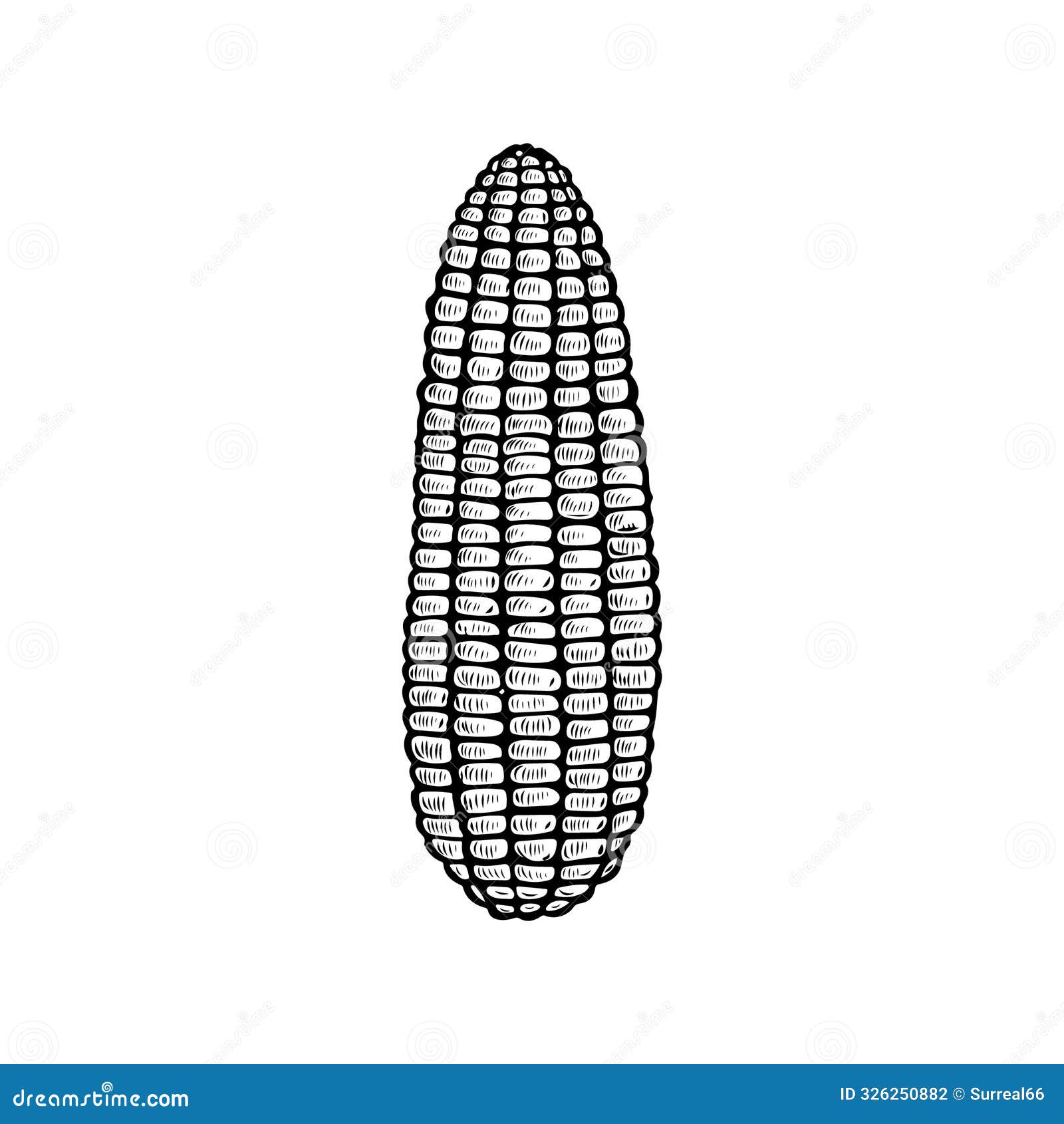 Corn Cob Line Drawing Vector Illustration Stock Illustration ...