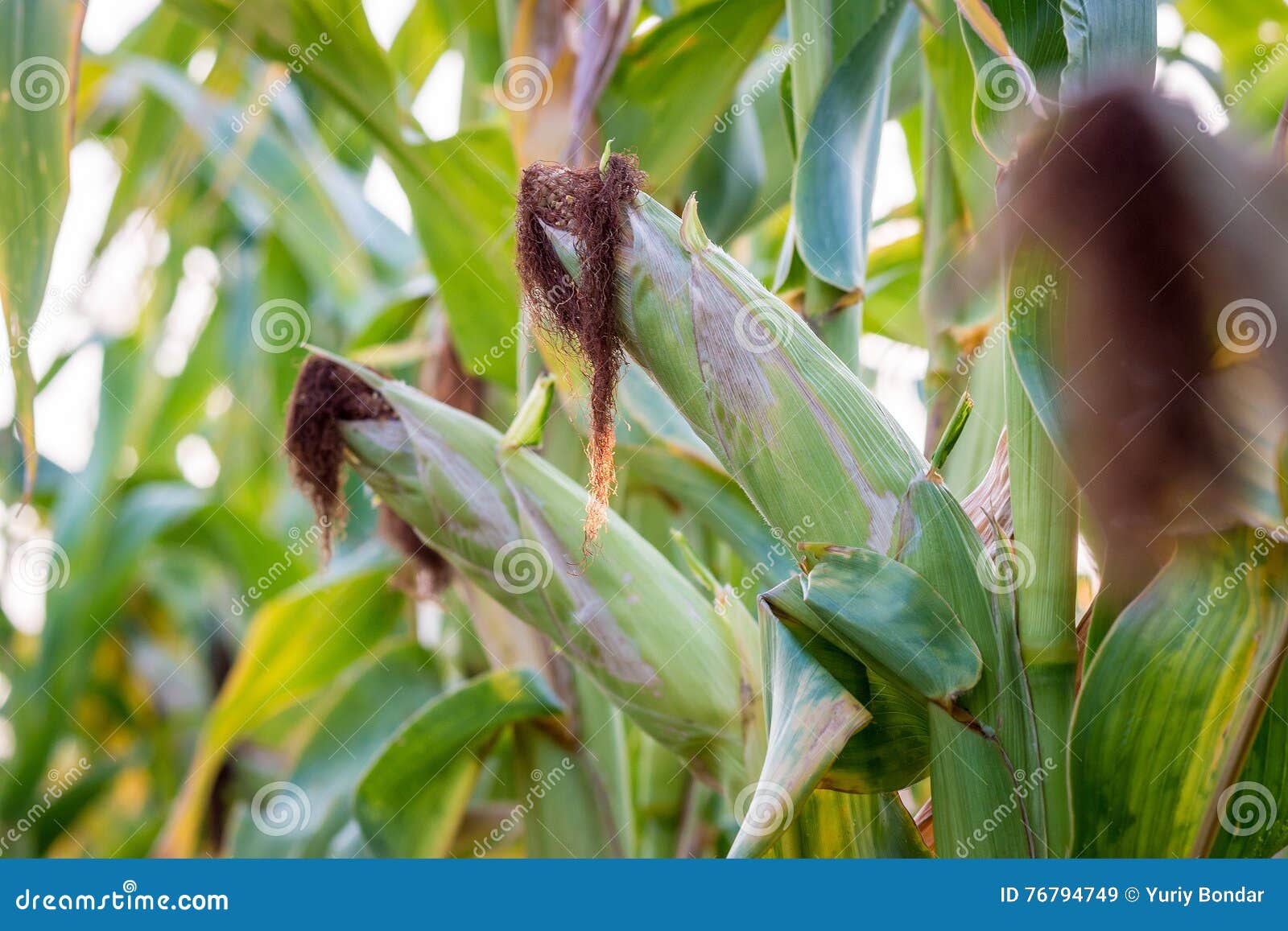 Axils Stock Photos - Download 138 Royalty Free Photos