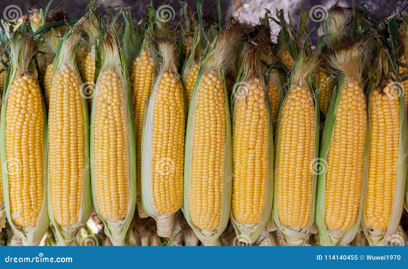 Corn on the cob stock image. Image of areas, maize, africa - 114140455