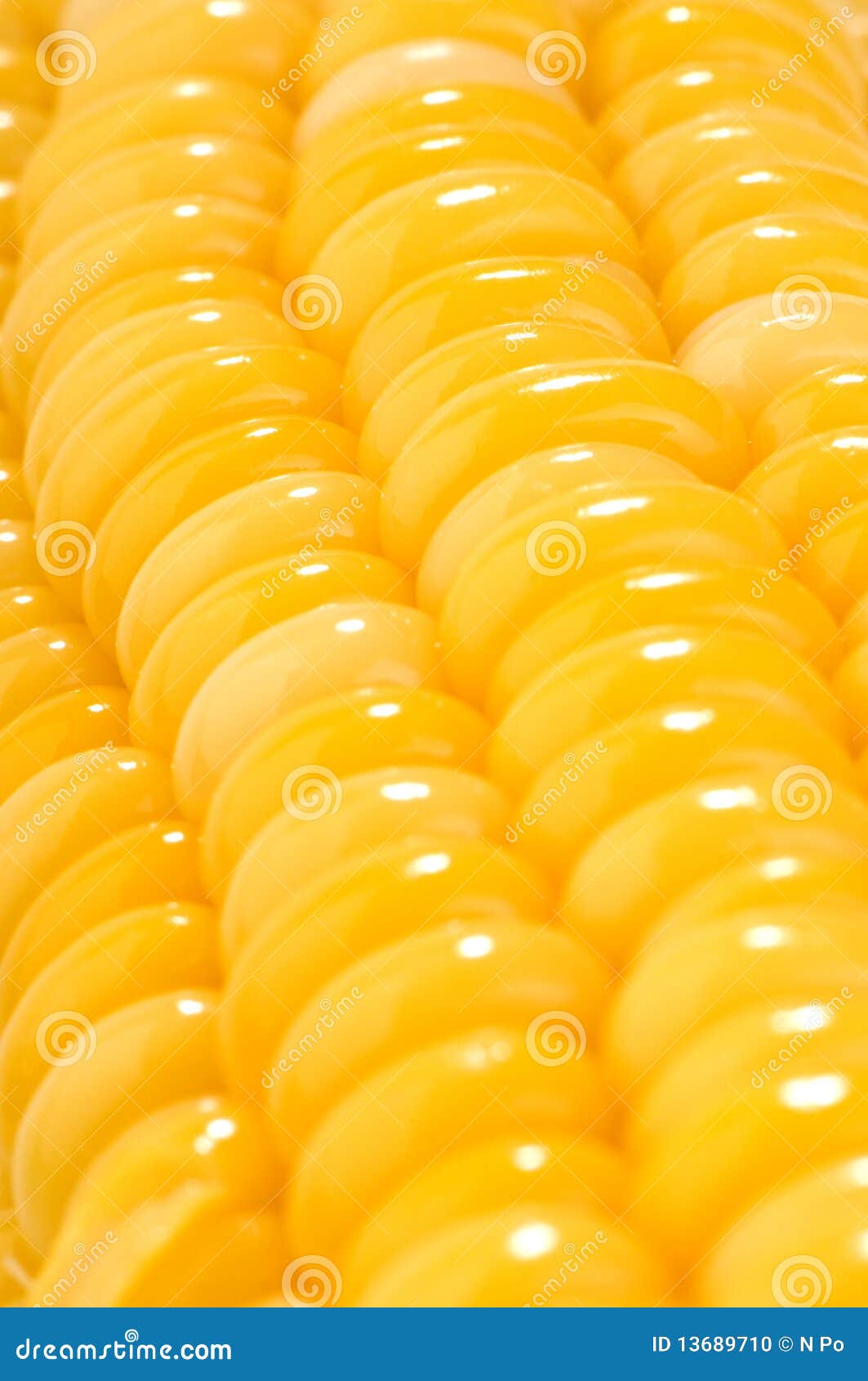 Corn cob macro stock photo. Image of closeup, bright - 13689710