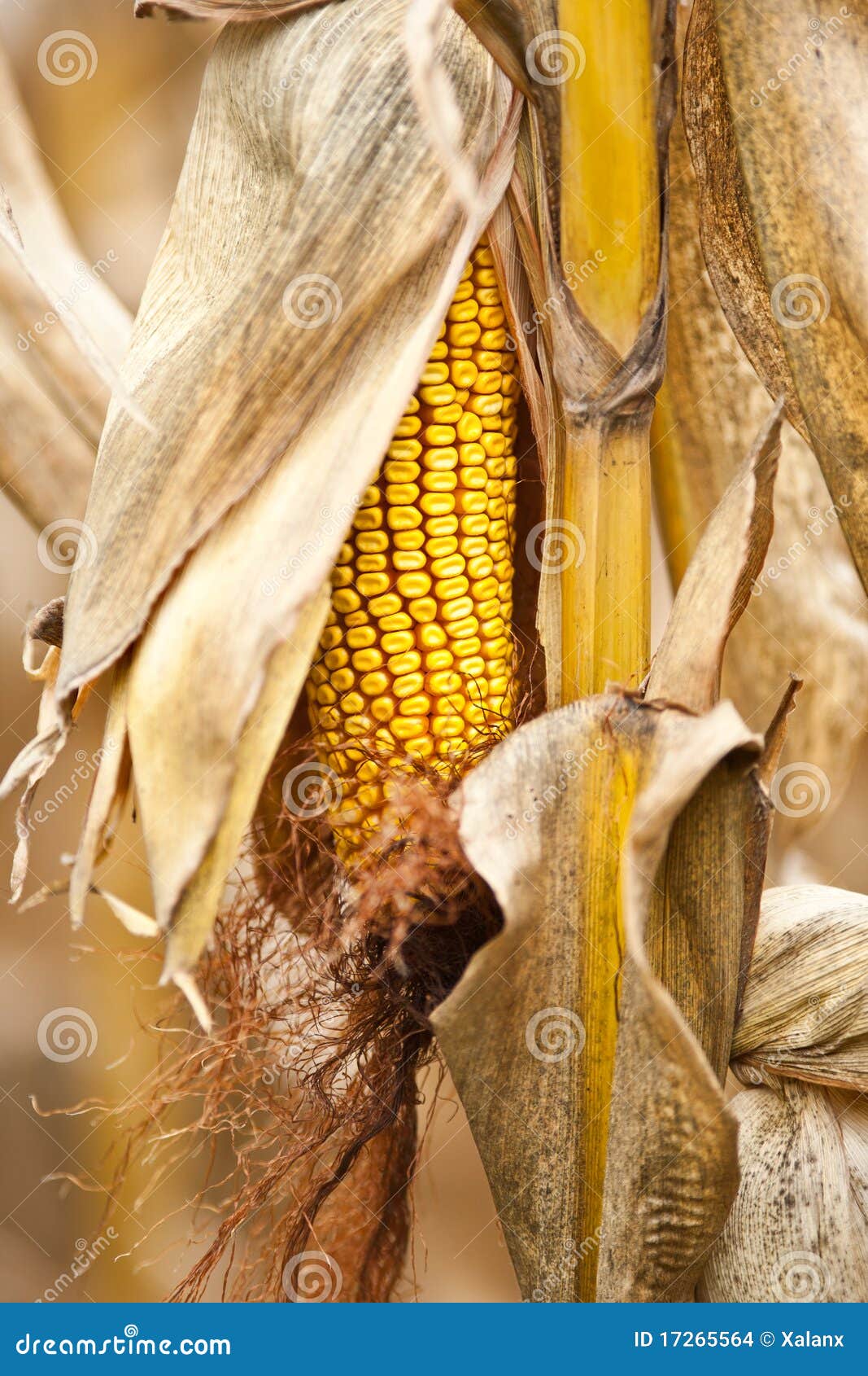 Corn cob macro stock photo. Image of macro, farming, produce - 17265564
