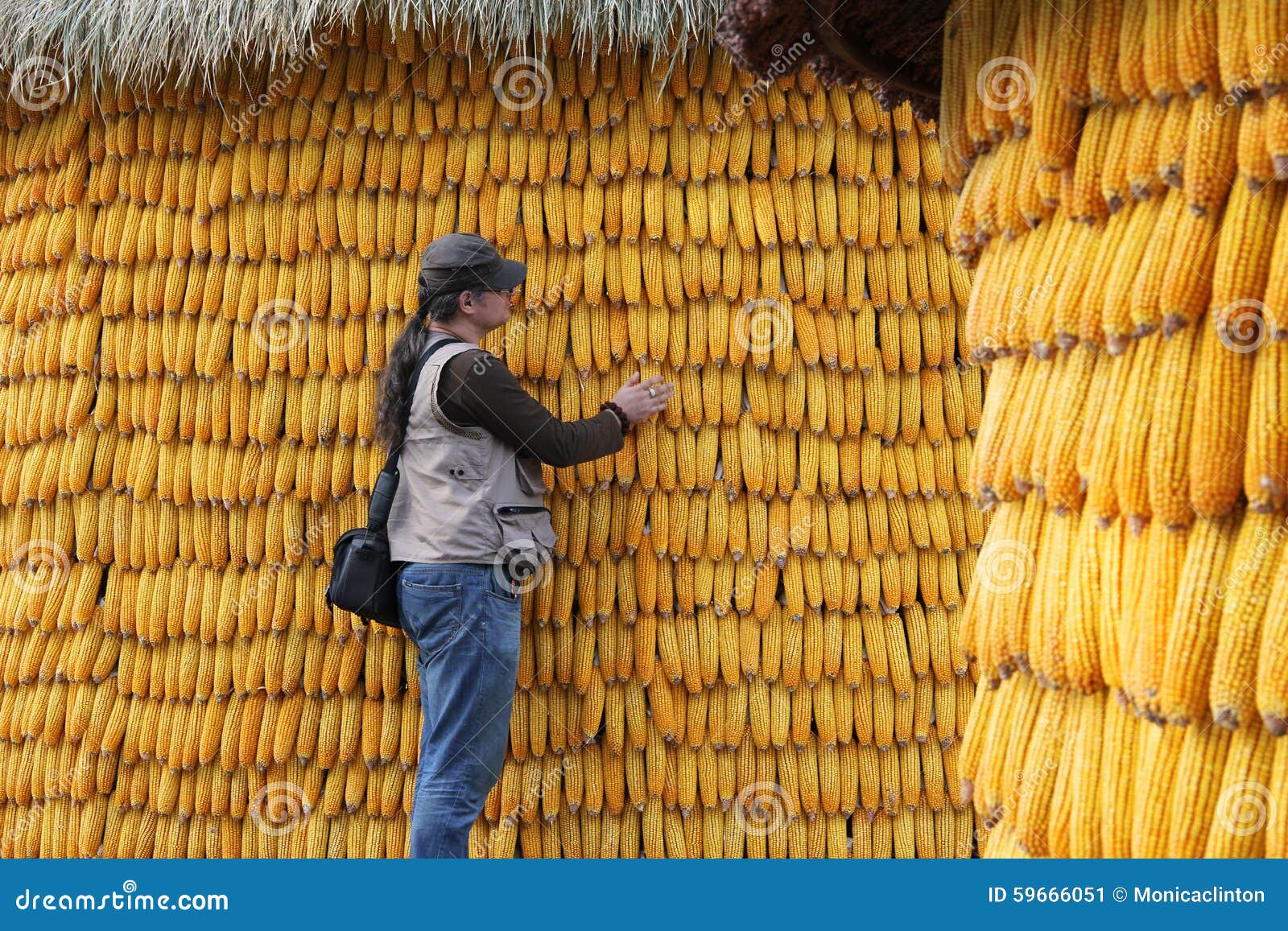 Corn on the cob editorial photo. Image of corn, agriculture - 59666051