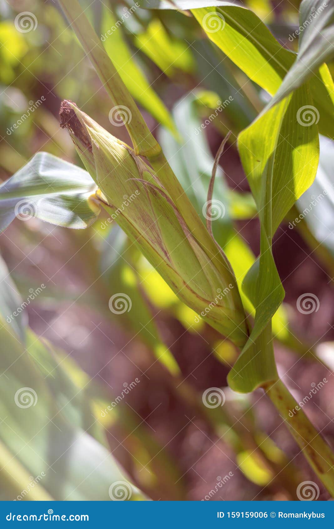 Corn on the Cob - Mature Maize Ear Stock Photo - Image of garden, flora ...