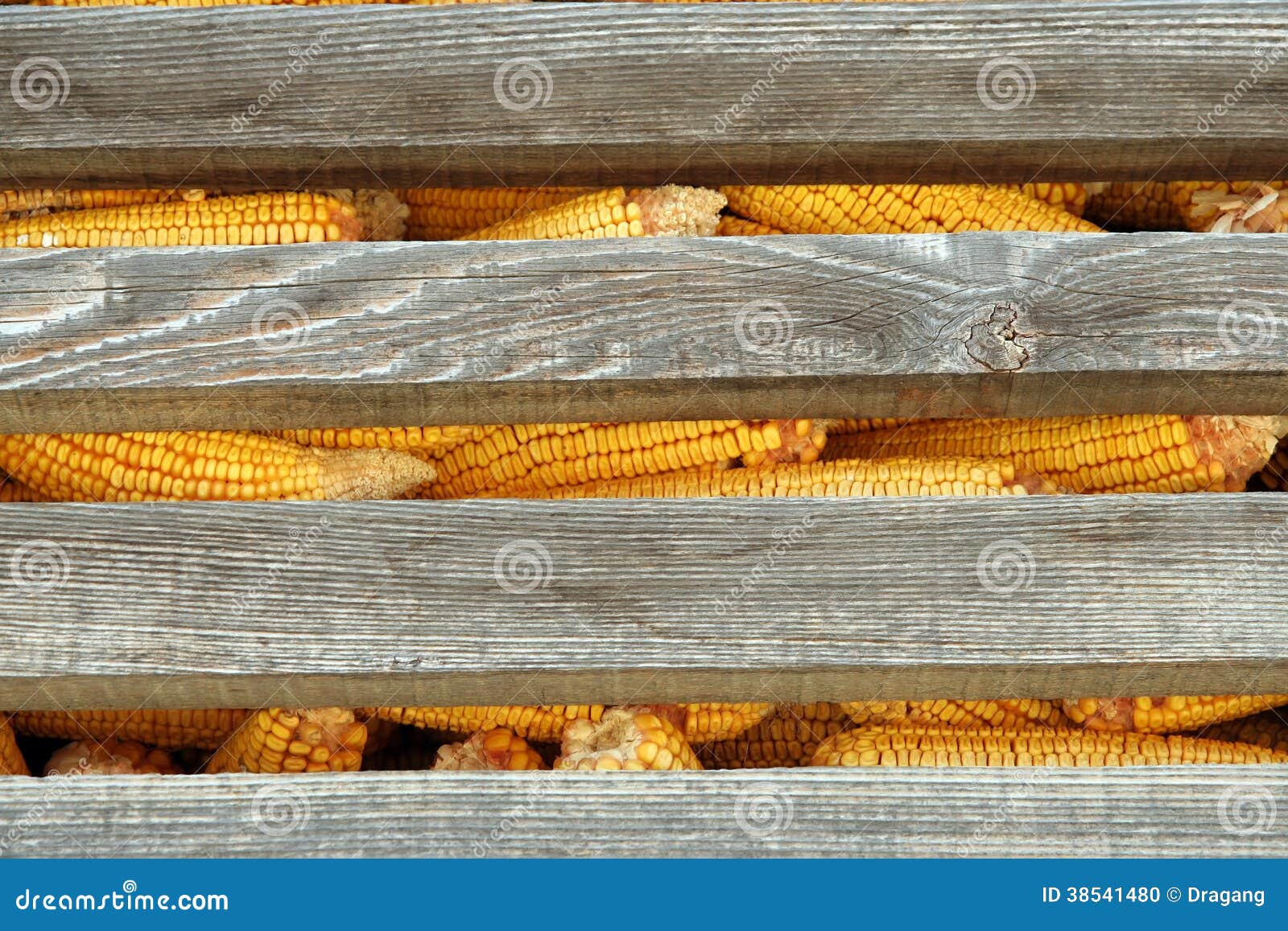 Corn cob stock photo. Image of wire, country, domestic - 38541480