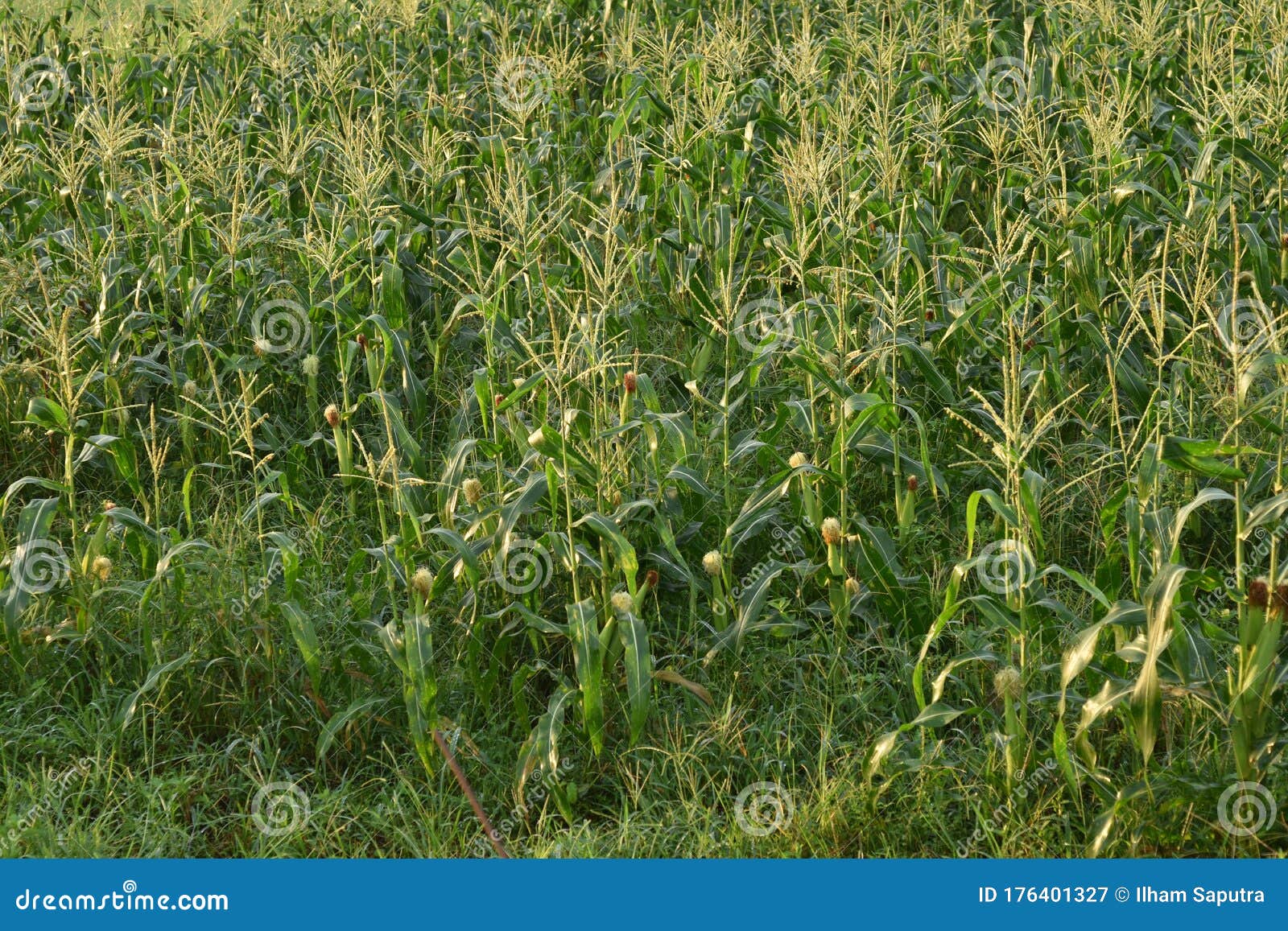 Corn Cob in Organic Corn Field Stock Image - Image of summer, farming ...