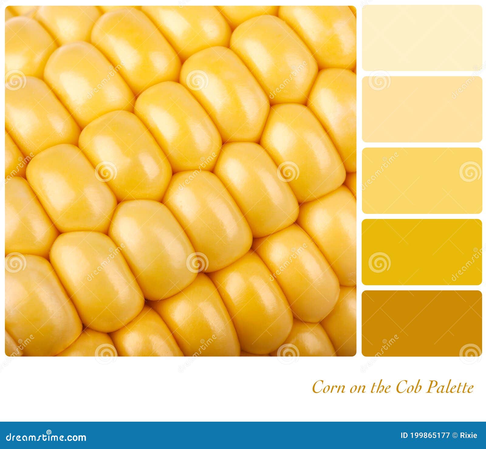 Corn on the cob palette stock image. Image of nature - 199865177