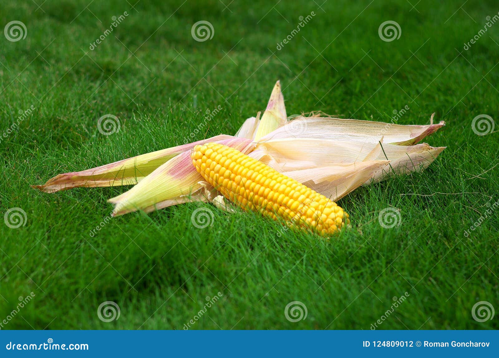 Corn on the Cob and Peel on the Grass Stock Photo - Image of corn ...