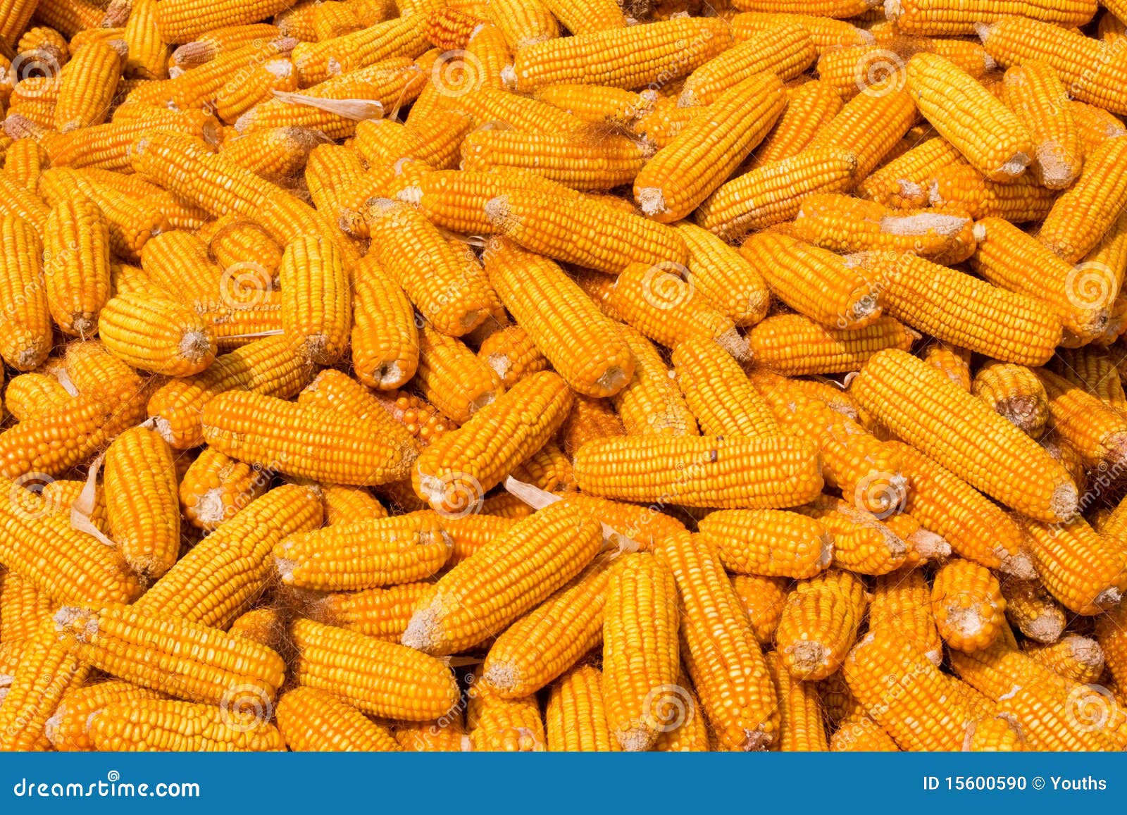 Corn Cob Pile Stock Photography | CartoonDealer.com #15600590