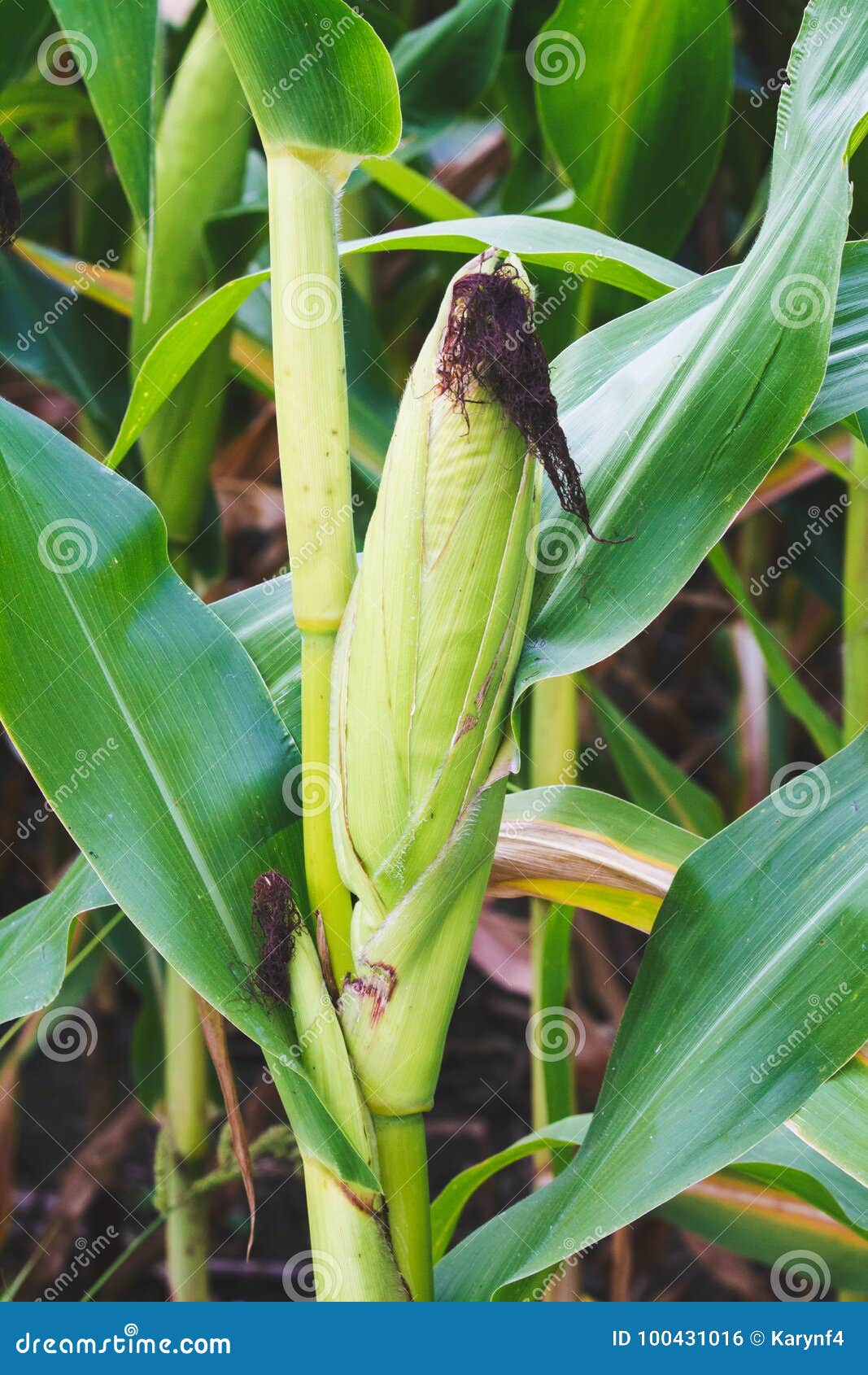 Corn cob on a plant stock photo. Image of growing, farm - 100431016