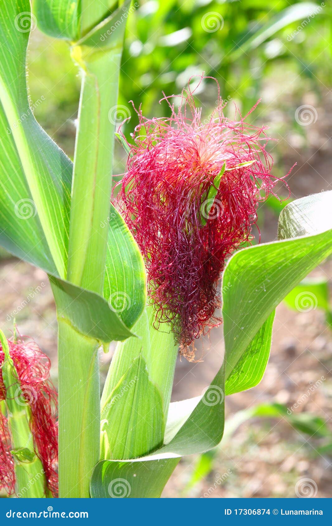 Corn On The Cob Plant Pictures - Asesores