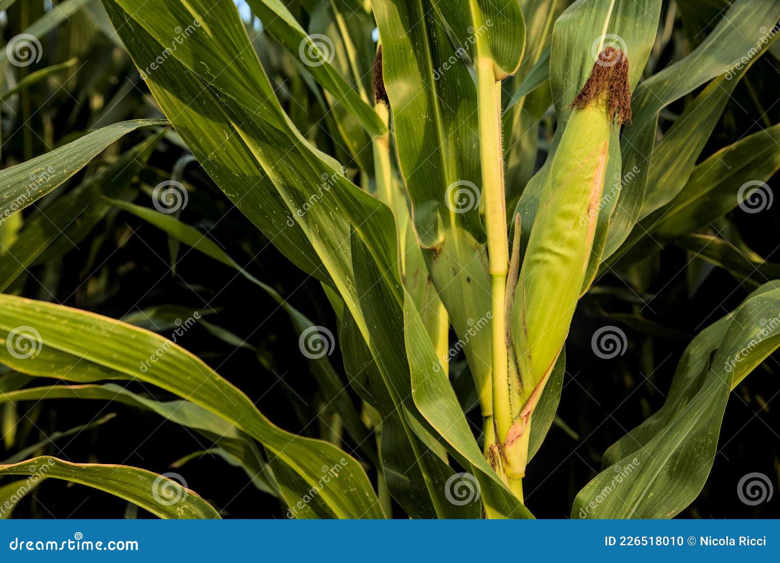 Corn Cob on a Plant at Sunset Seen Up Close Stock Photo - Image of ...