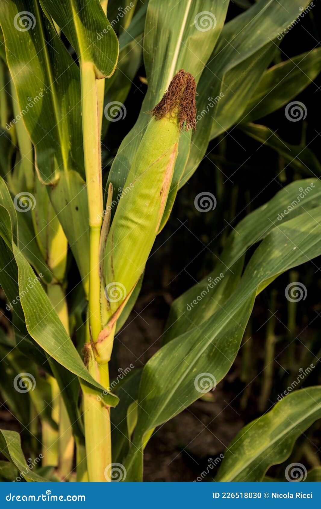 Corn Cob on a Plant at Sunset Seen Up Close Stock Photo - Image of ...
