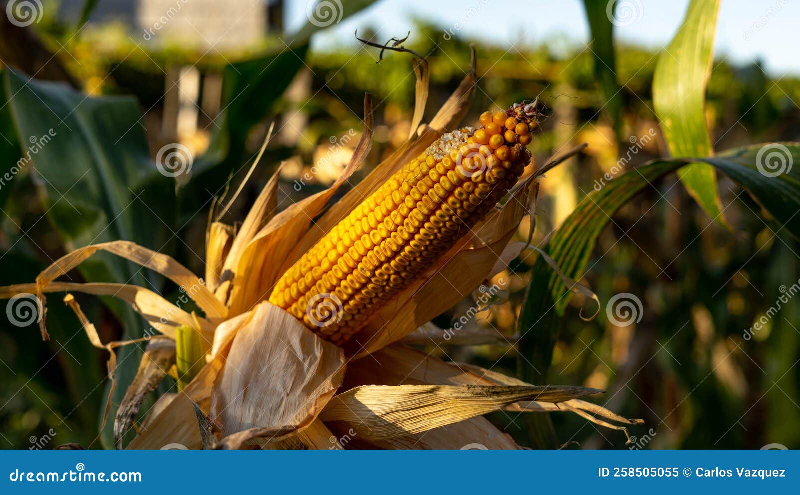 Corn cob stock image. Image of growing, green, organic - 258505055