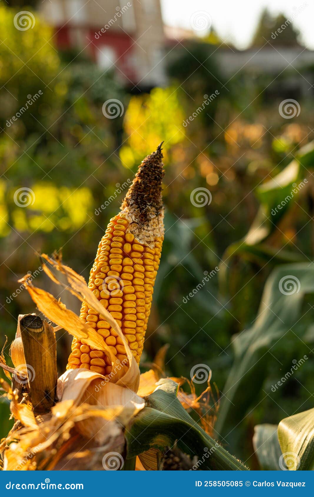 Corn cob stock image. Image of countryside, agriculture - 258505085