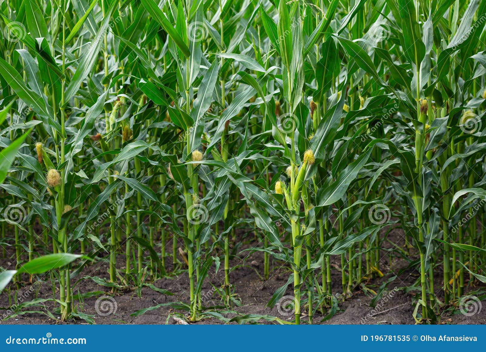 Corn on the Cob on Plants Outdoor Stock Image - Image of garden, corn ...