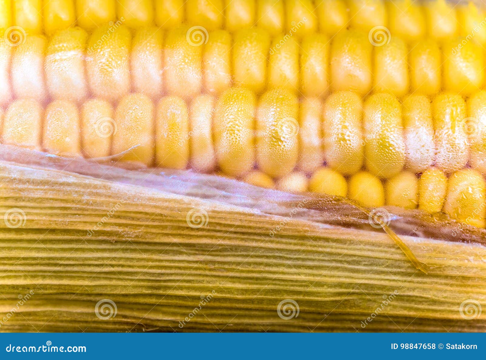 Corn Cob in Plastic Wrap Package Stock Photo - Image of vegetable ...