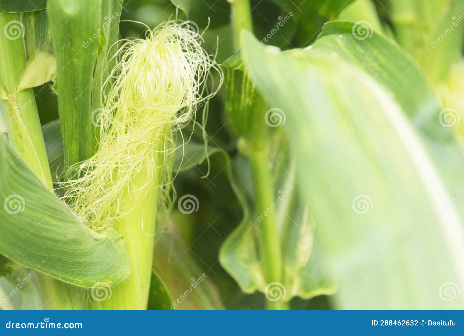 Corn on the cob with silk stock photo. Image of food - 288462632