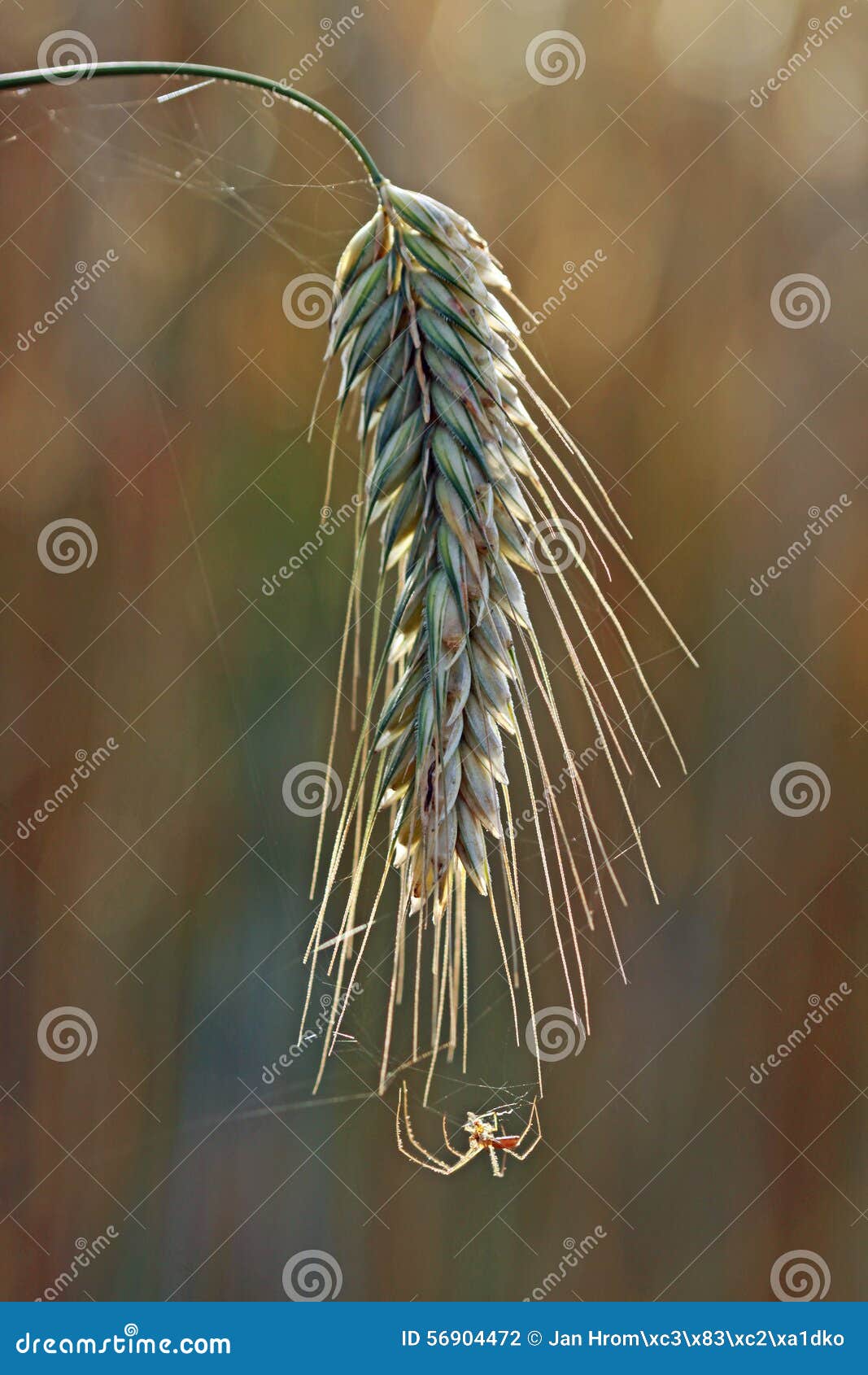 Corn Cob Spider Stock Photos - Free & Royalty-Free Stock Photos from ...
