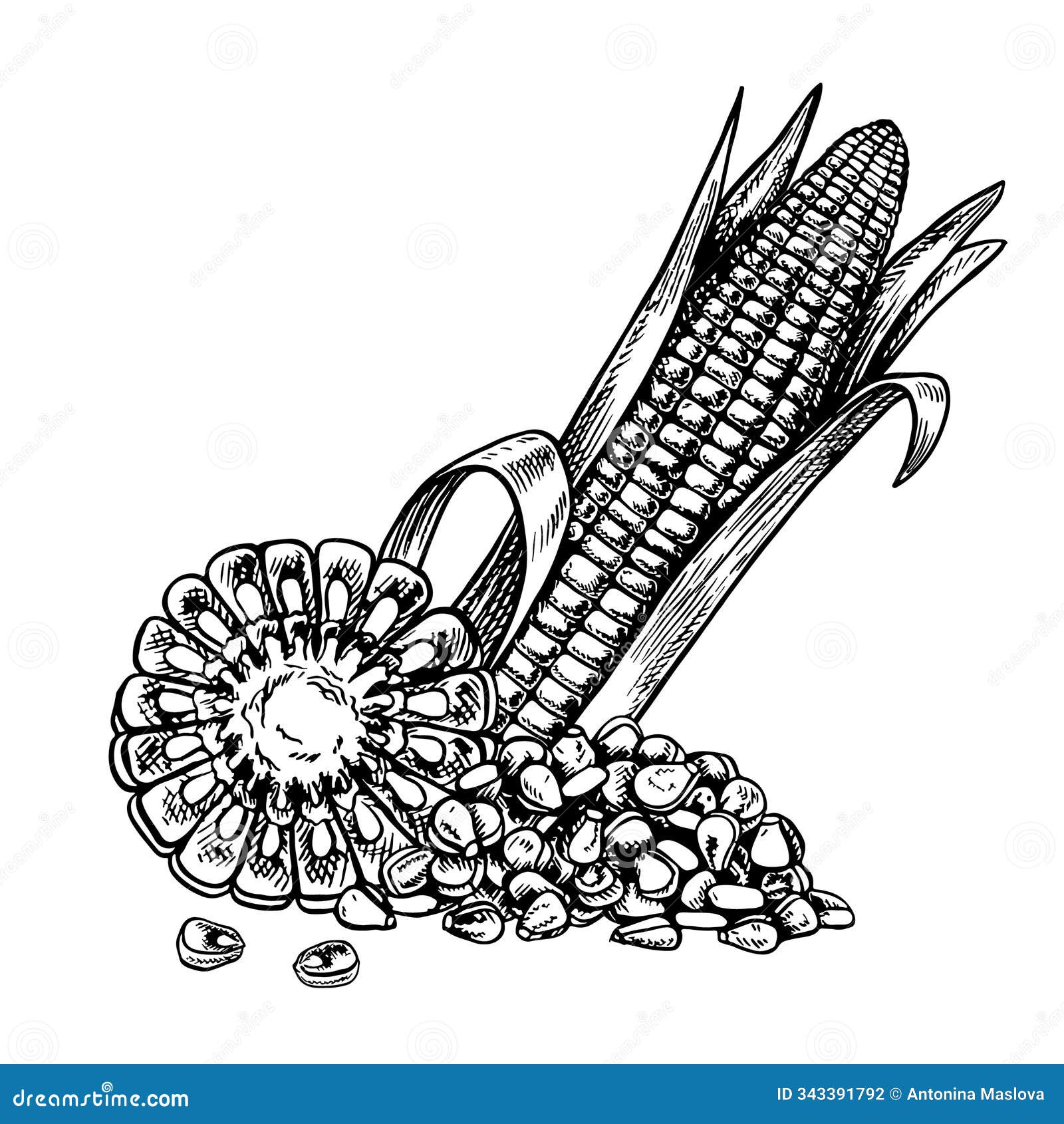 A Corn Cob, A Split Cob And A Handful Of Corn Kernels. Vector Graphics ...