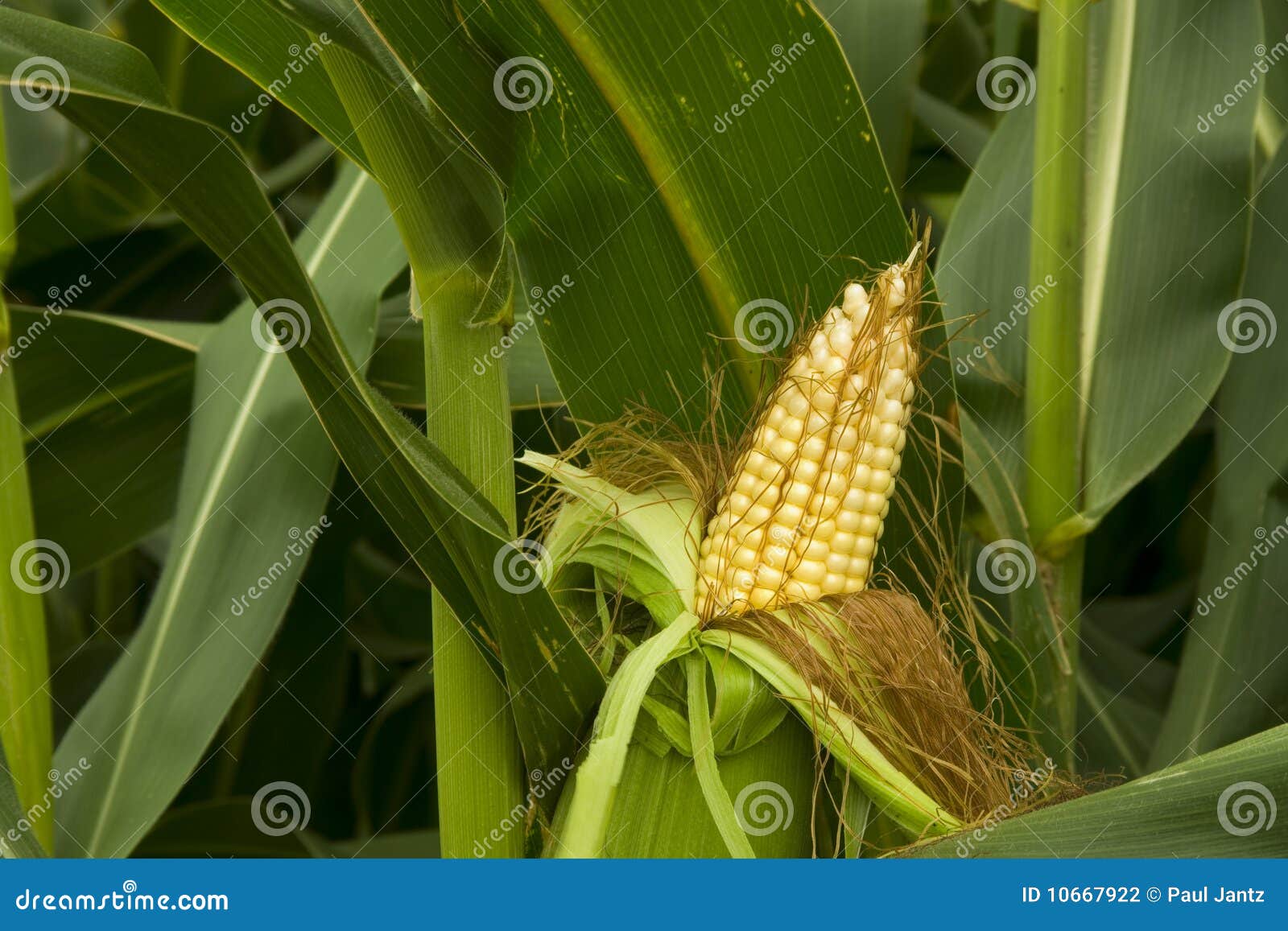 Corn cob on stalk stock photo. Image of renewable, husk - 10667922