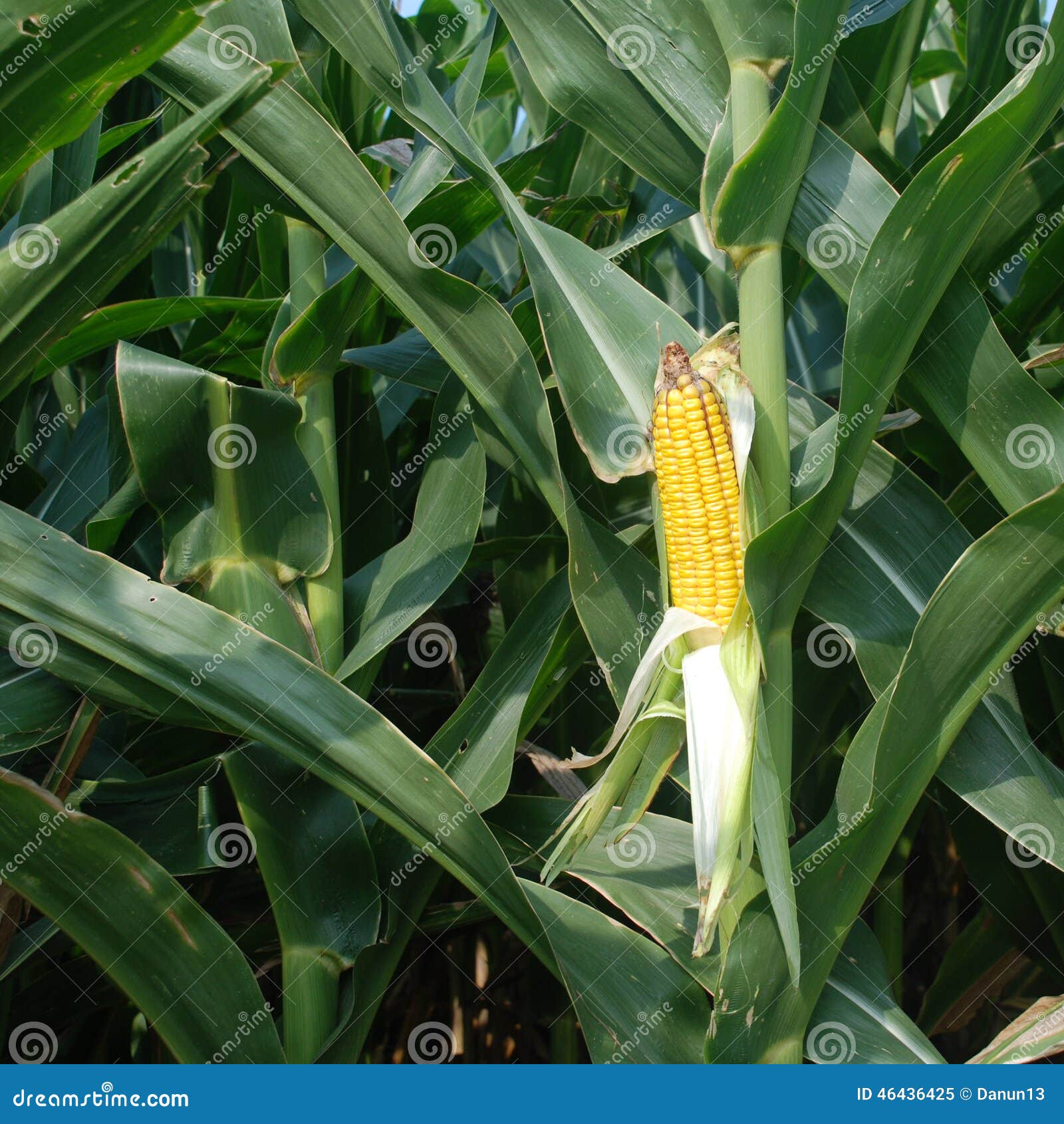 Corn stock image. Image of glue, industry, agriculture - 46436425
