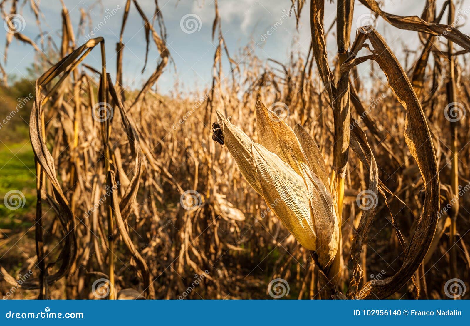 Corn Cob on the Stalk in the Field. Stock Photo - Image of countryside ...