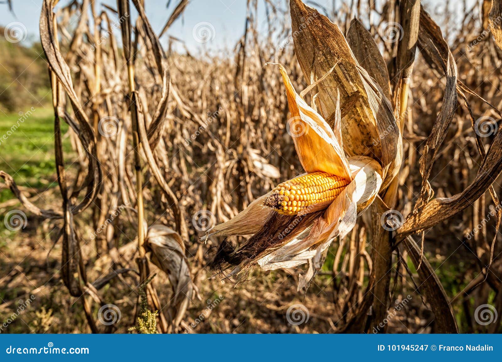 Corn Cob on the Stalk in the Field. Stock Image - Image of crop, food ...