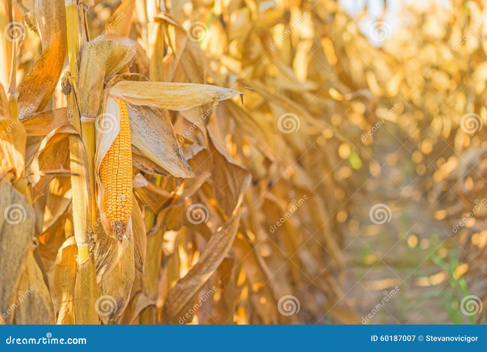 Corn Cob on Stalk in Maize Field Stock Image - Image of cultivation ...
