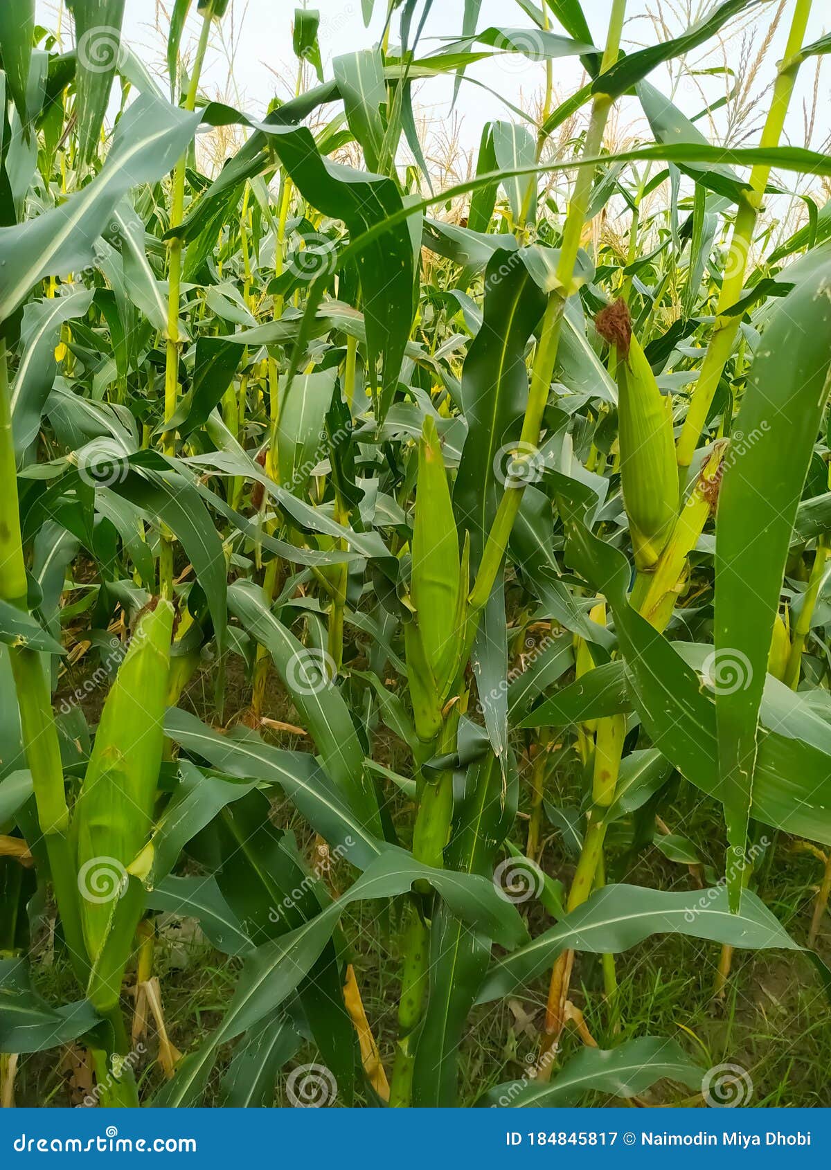 Corn on the Cob. Stalk Natural Green Leaf Stock Image - Image of leaf ...