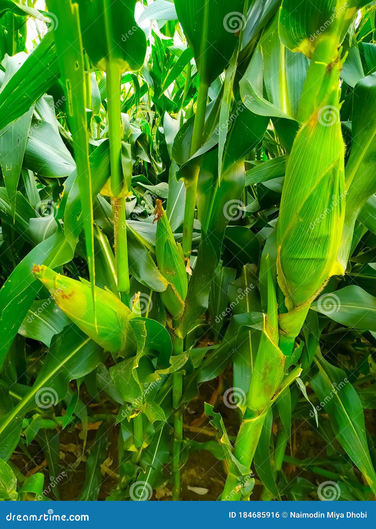 Corn on the Cob. Stalk Natural Green Leaf Stock Photo - Image of ...