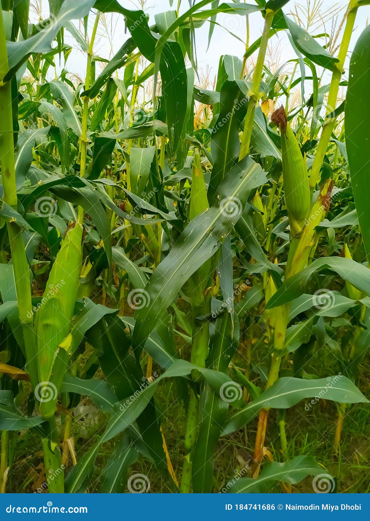 Corn on the Cob. Stalk Natural Green Leaf Stock Photo - Image of leaf ...