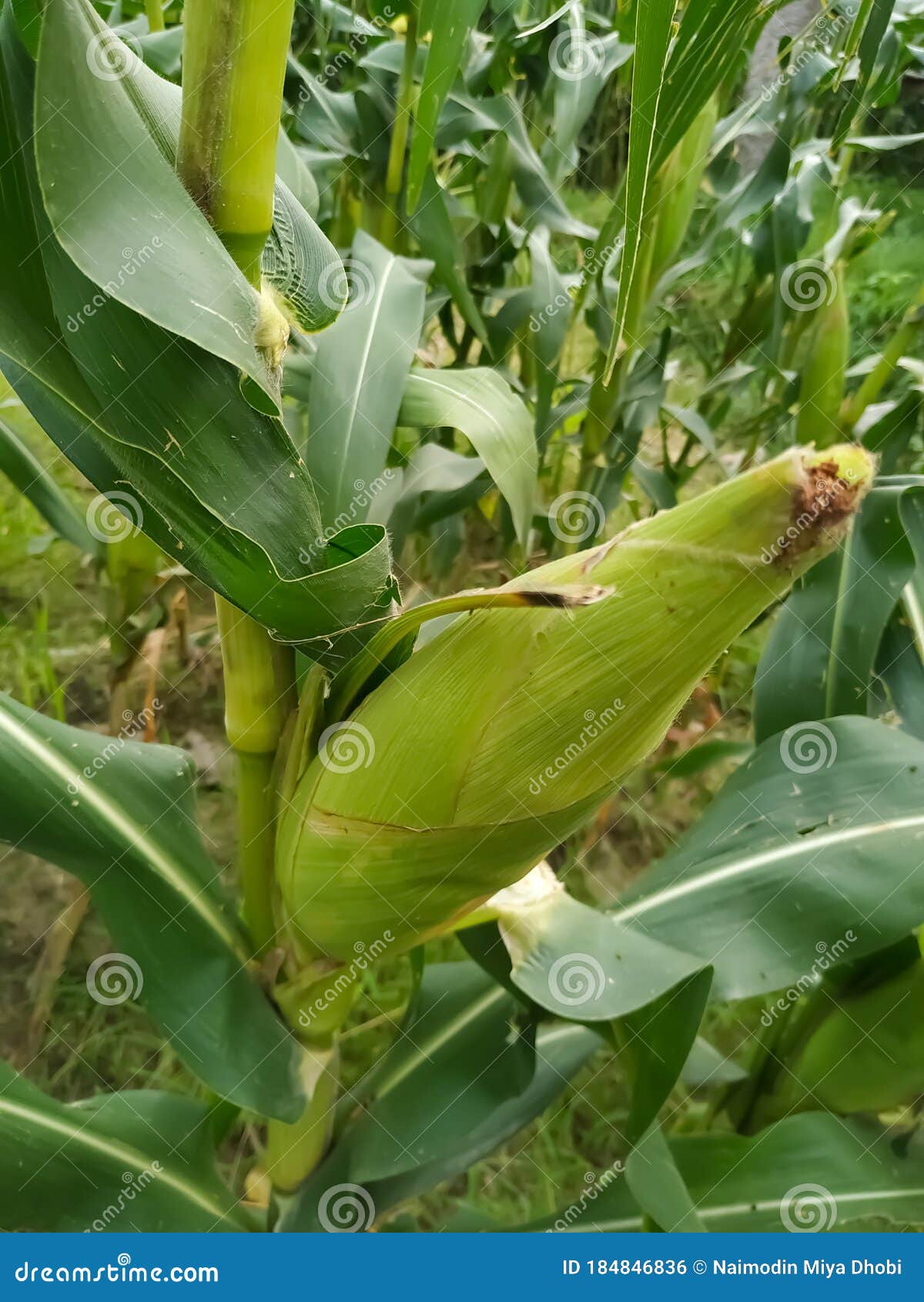 Corn on the Cob. Stalk Natural Green Leaf Stock Photo - Image of ...
