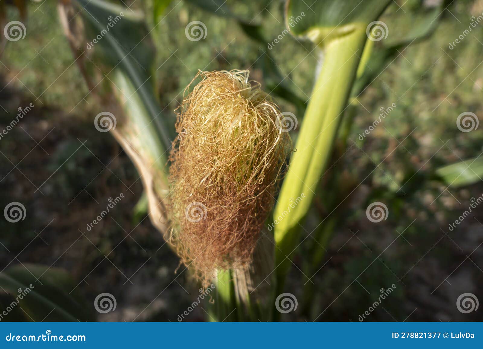 Corn cobs in the garden stock image. Image of farms - 278821377