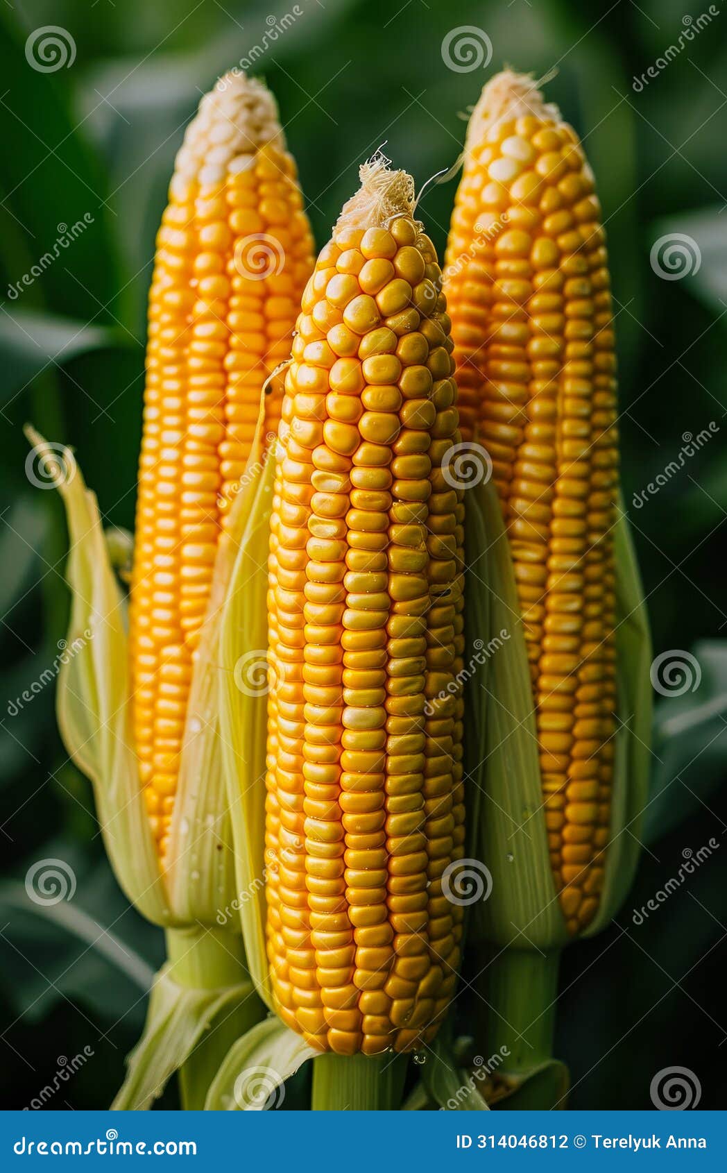 Corn on the Cob. Corn is Staple Food in Many Countries Stock Photo ...