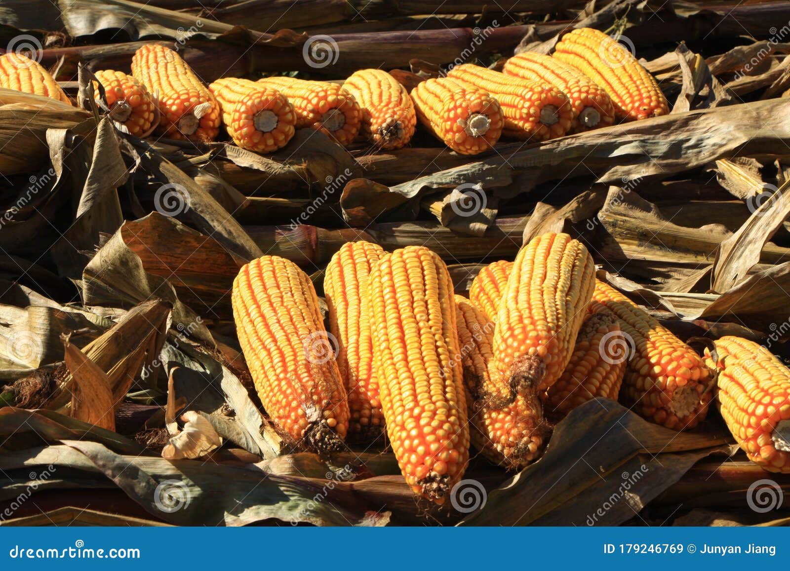 Corn on the Cob stock image. Image of asia, sunlight - 179246769