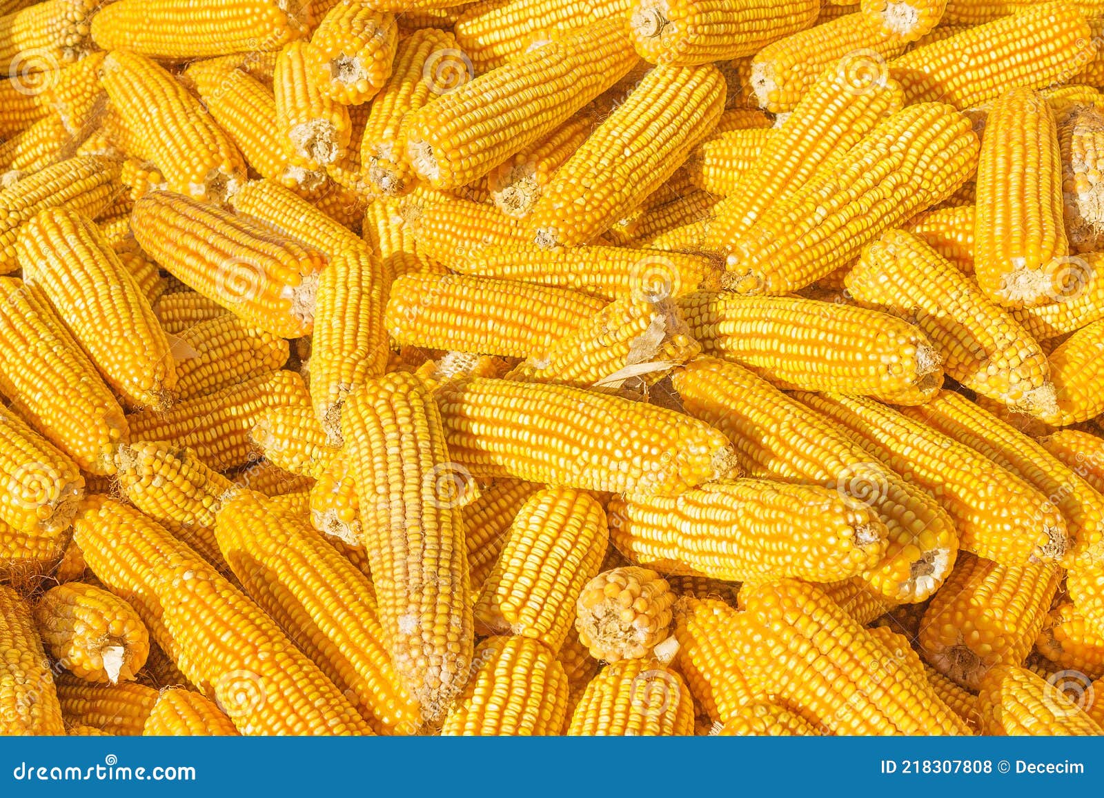 Corn Cob texture. stock photo. Image of healthy, maize - 218307808
