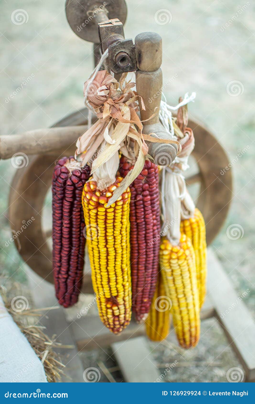 Corn on the cob stock photo. Image of leaf, fresh, agriculture - 126929924